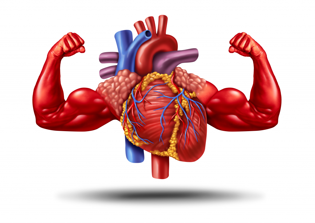 Herzmuskelentzündung -Myokarditis - DocFinder Wissensmagazin